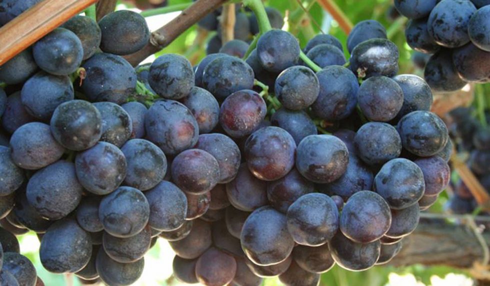 UVA VARIEDADES NEGRA | FROUTIQUE ÉTNICA