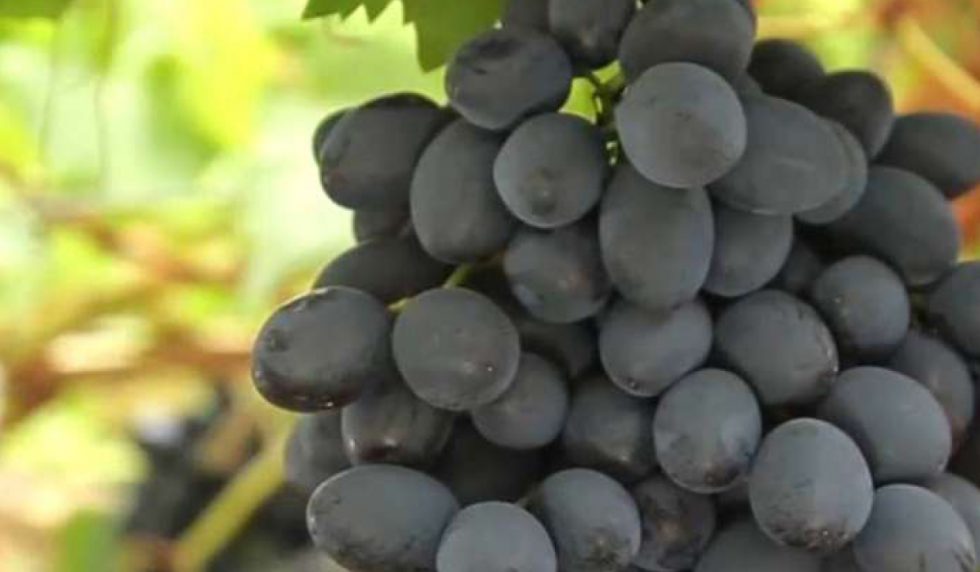 UVA VARIEDADES NEGRA | FROUTIQUE ÉTNICA