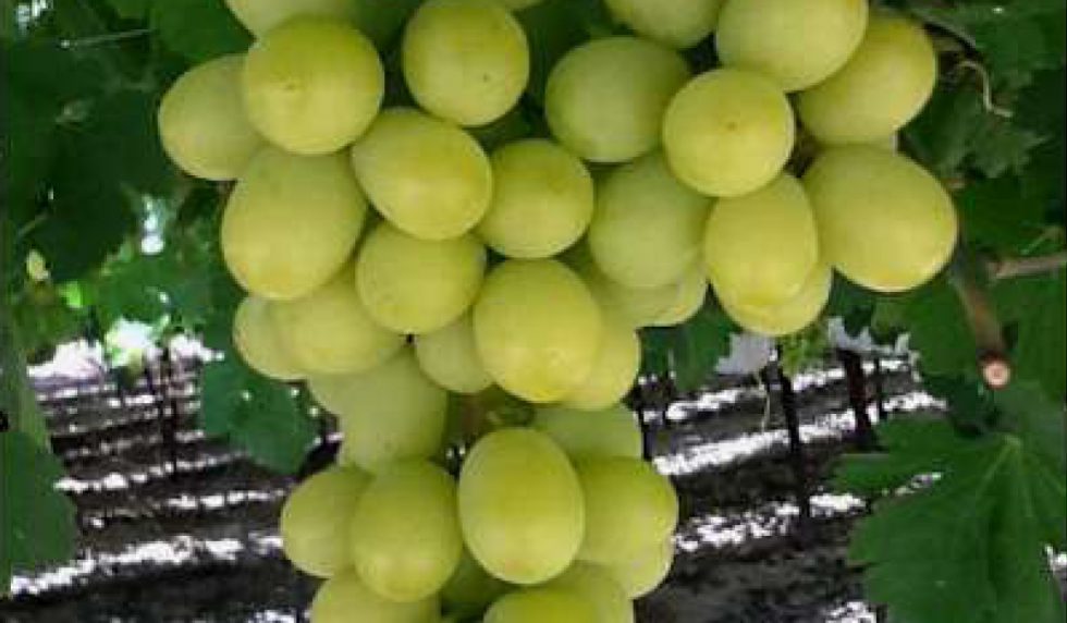 UVA VARIEDADES TODAS | FROUTIQUE ÉTNICA