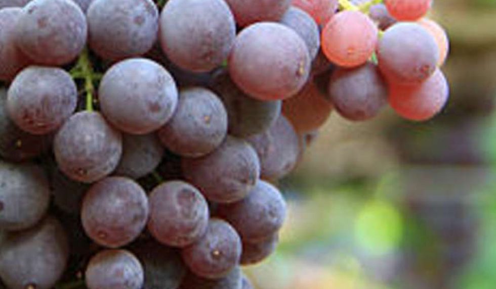 UVA VARIEDADES ESPECIAL | FROUTIQUE ÉTNICA