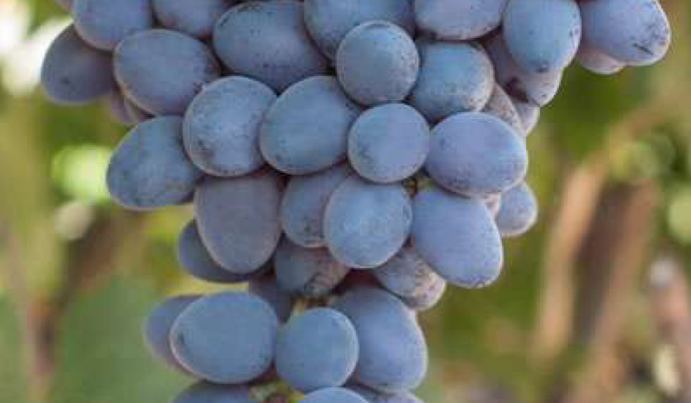 UVA VARIEDADES NEGRA | FROUTIQUE ÉTNICA